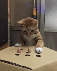 Cat playing with box - VideosGifs.Net