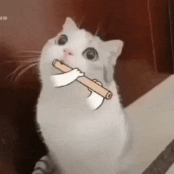 Cat and flute - VideosGifs.Net