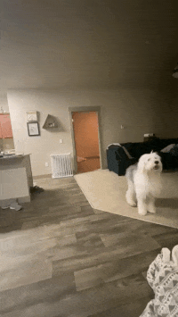 Woman disappears before dog - VideosGifs.Net