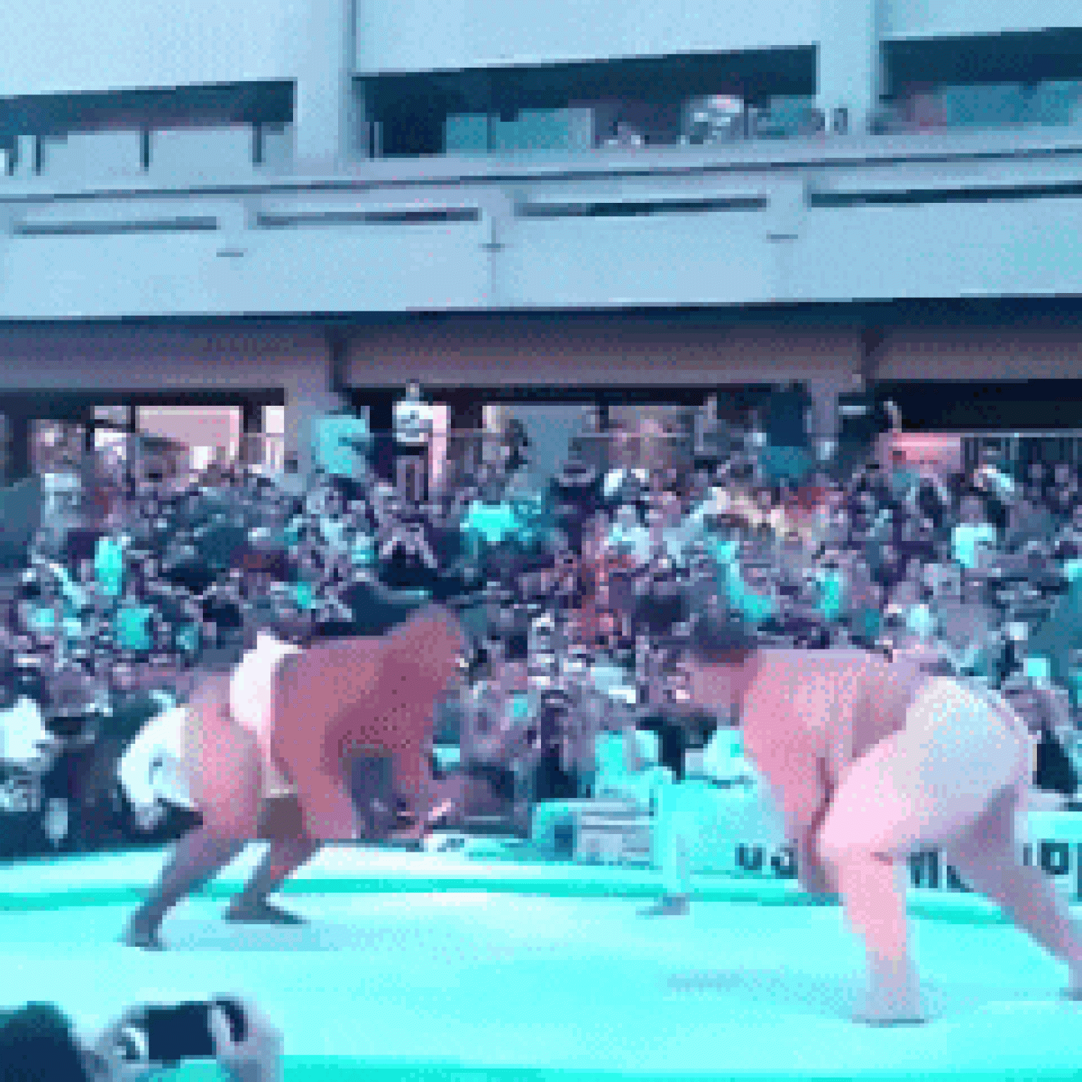 Cat jumping with fake mouse - VideosGifs.Net