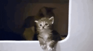 The Most Dramatic Cat - VideosGifs.Net
