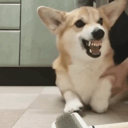 Brave dog likes affection