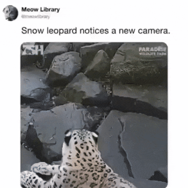 Scared leopard when seeing camera - VideosGifs.Net