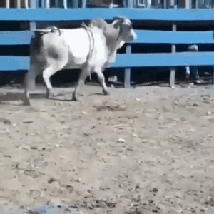 Cow in Rodeo - VideosGifs.Net