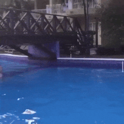 Flamingo: Nothing happened - VideosGifs.Net