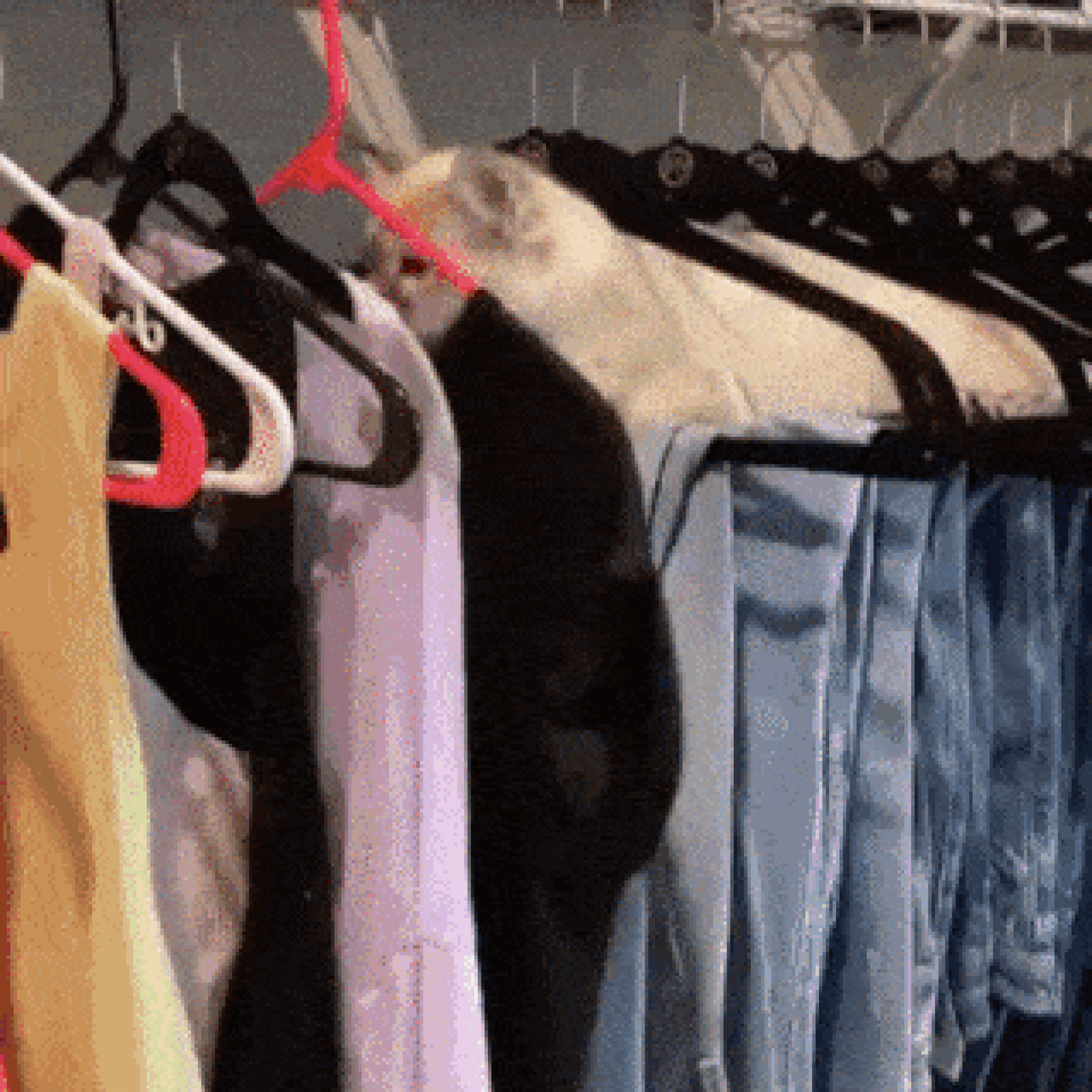 Cat in Clothes Closet