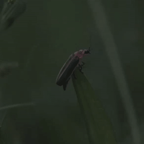 Firefly - VideosGifs.Net