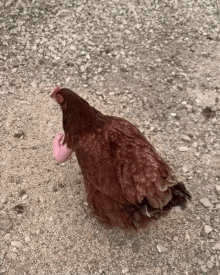Chicken with arms - VideosGifs.Net
