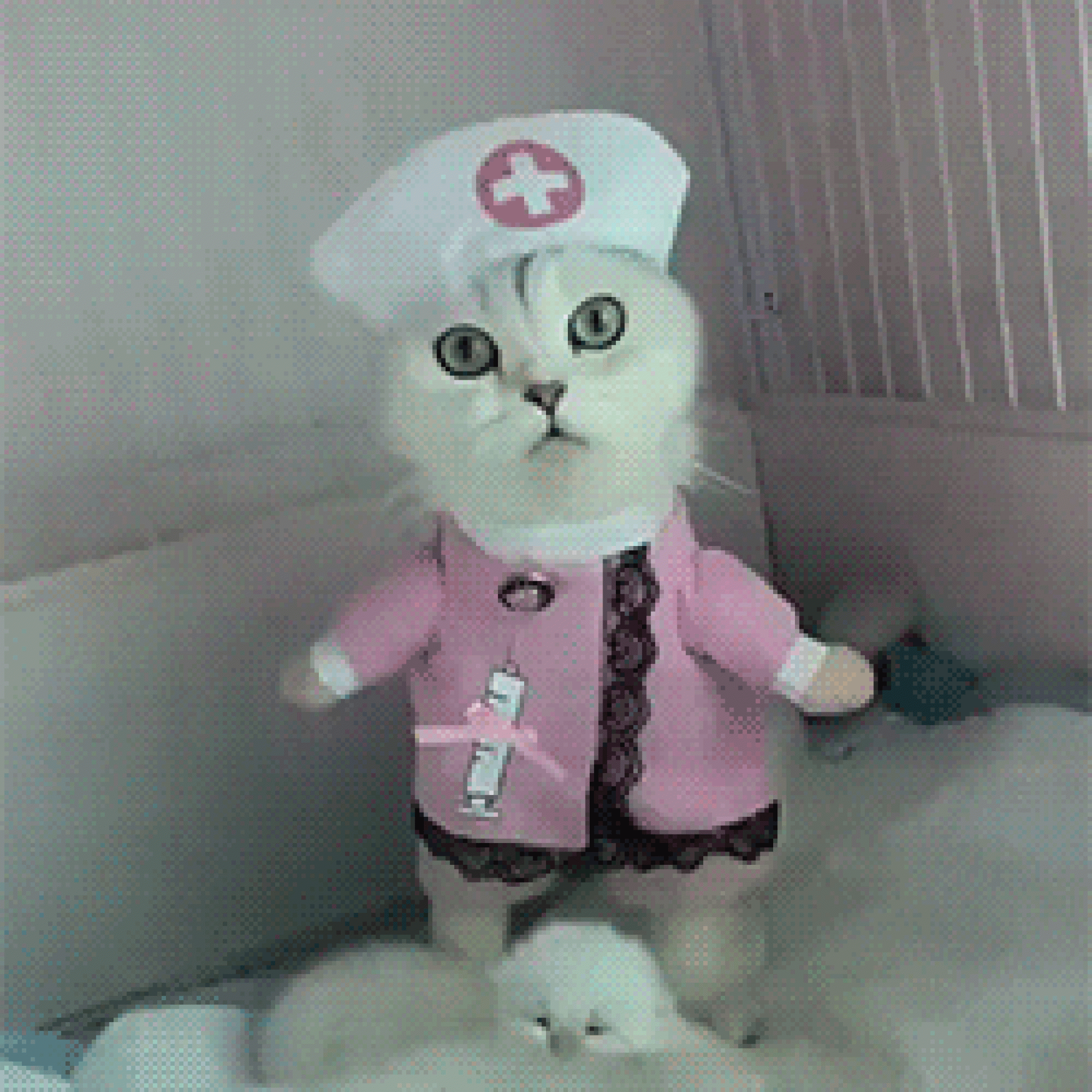 Nurse cat - VideosGifs.Net