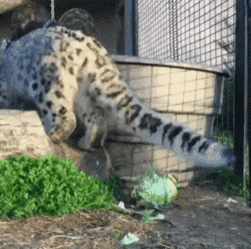 Leopard eats lettuce - VideosGifs.Net