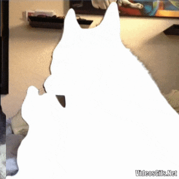 Catch the dog - VideosGifs.Net