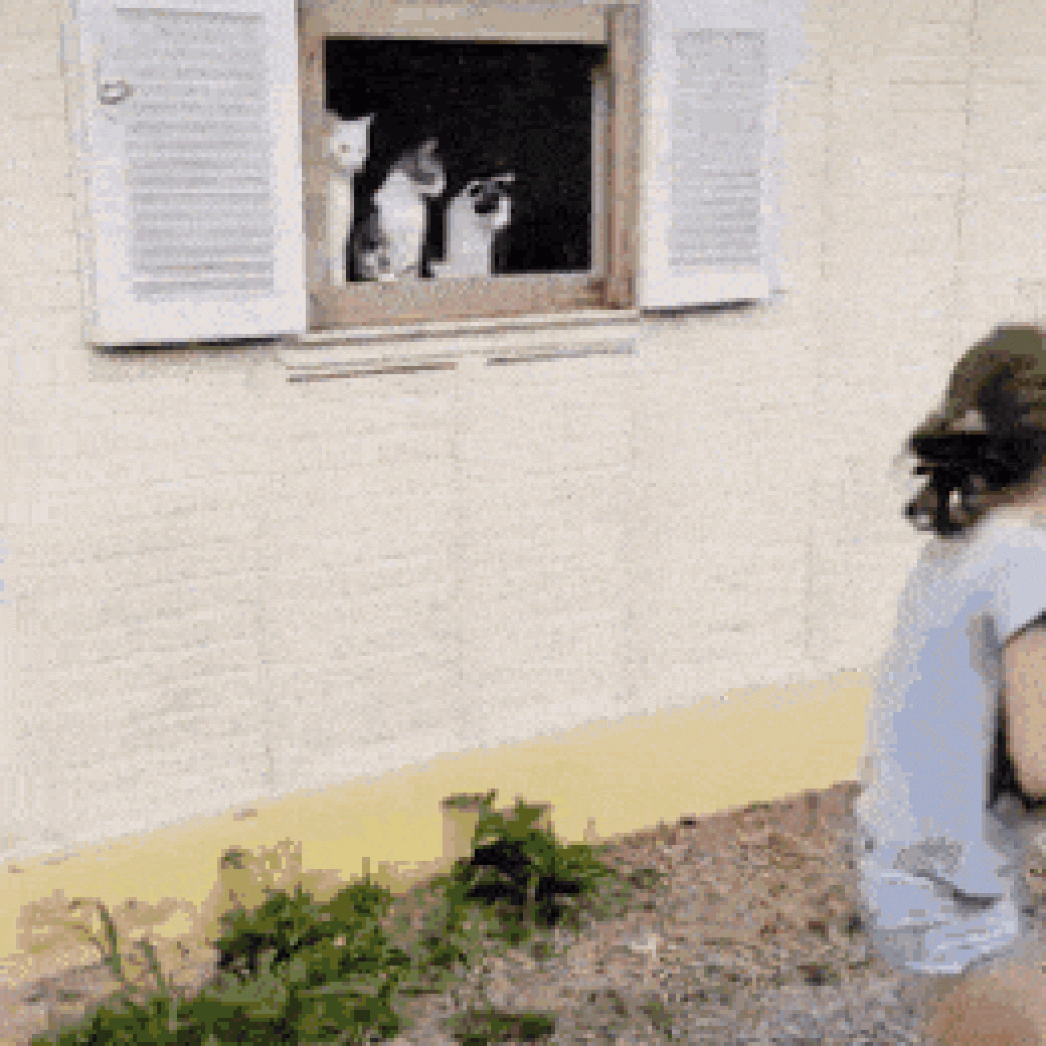 Spectator cats