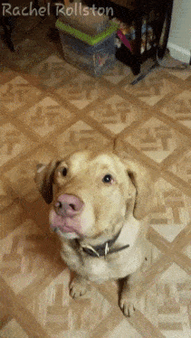 Dog eating grated cheese - VideosGifs.Net