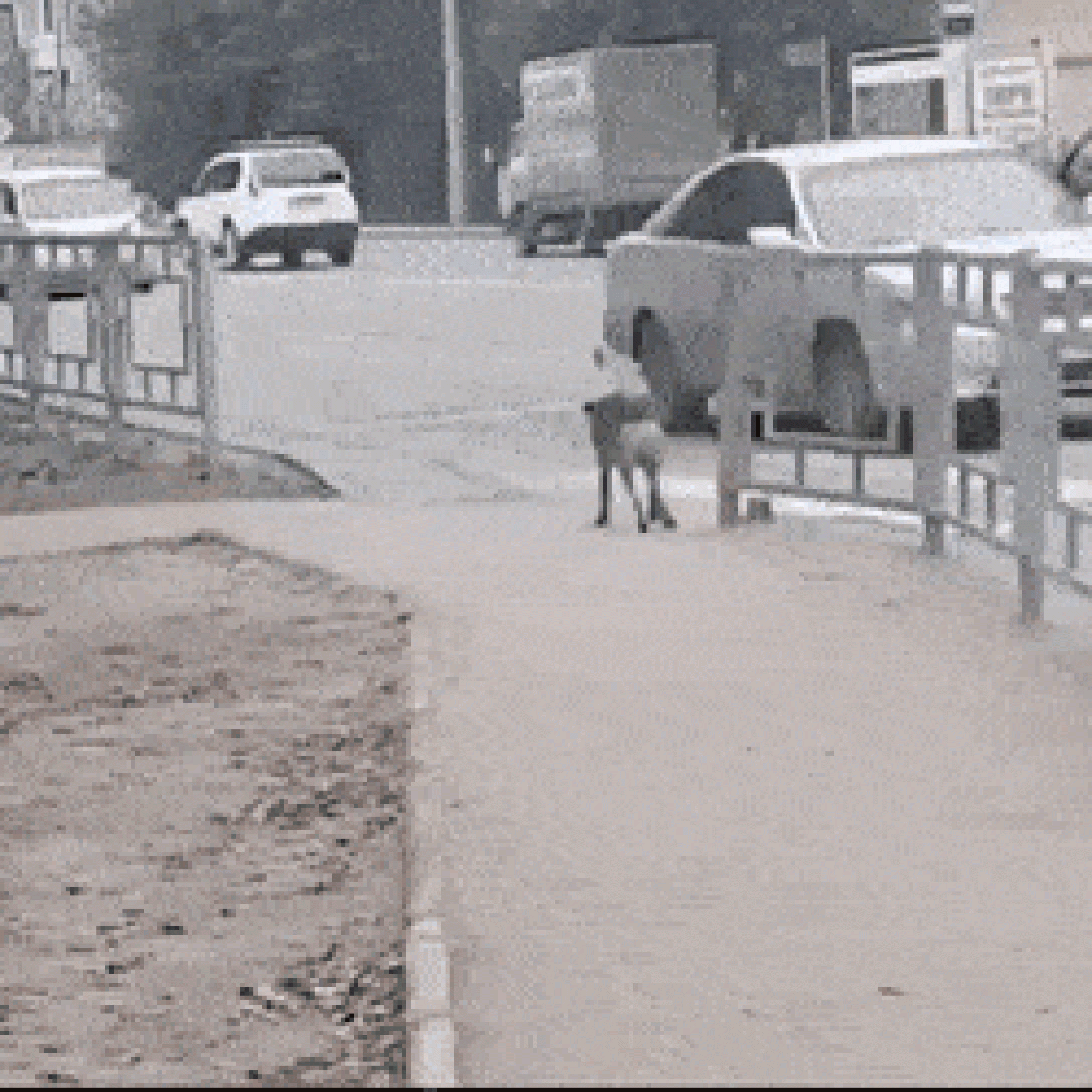 Waiting to cross the street - VideosGifs.Net