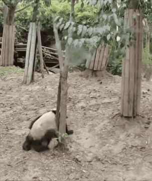 Panda bears falling - VideosGifs.Net