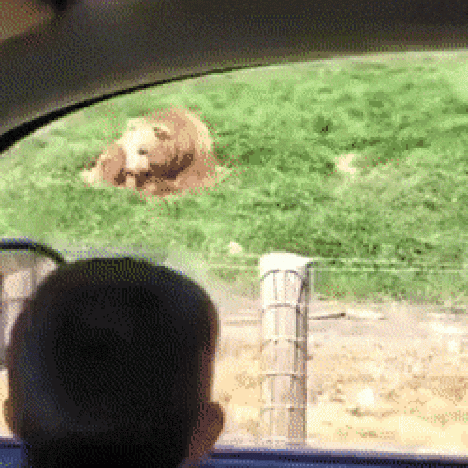 Chilled bear - VideosGifs.Net