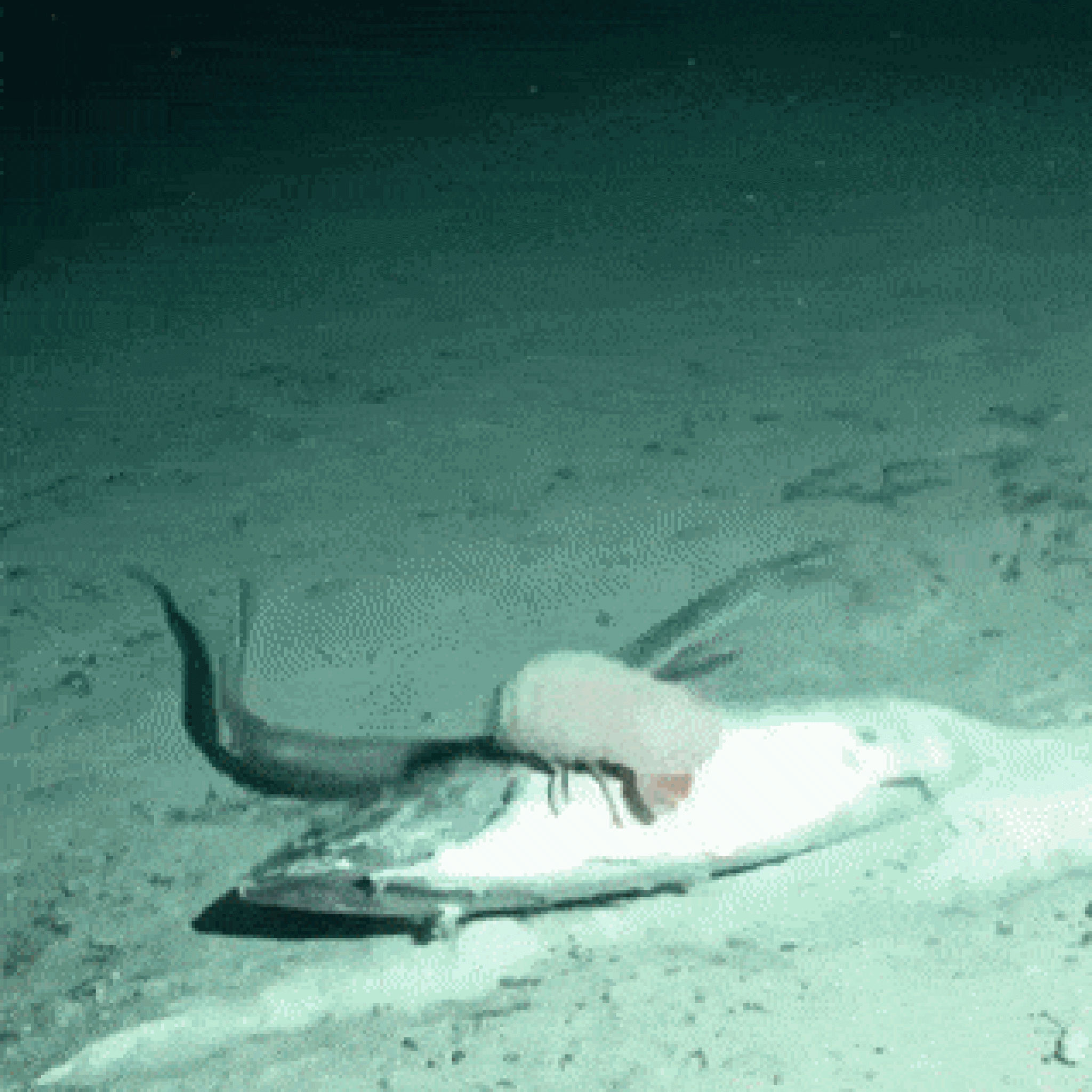 Nothing goes to waste in sea