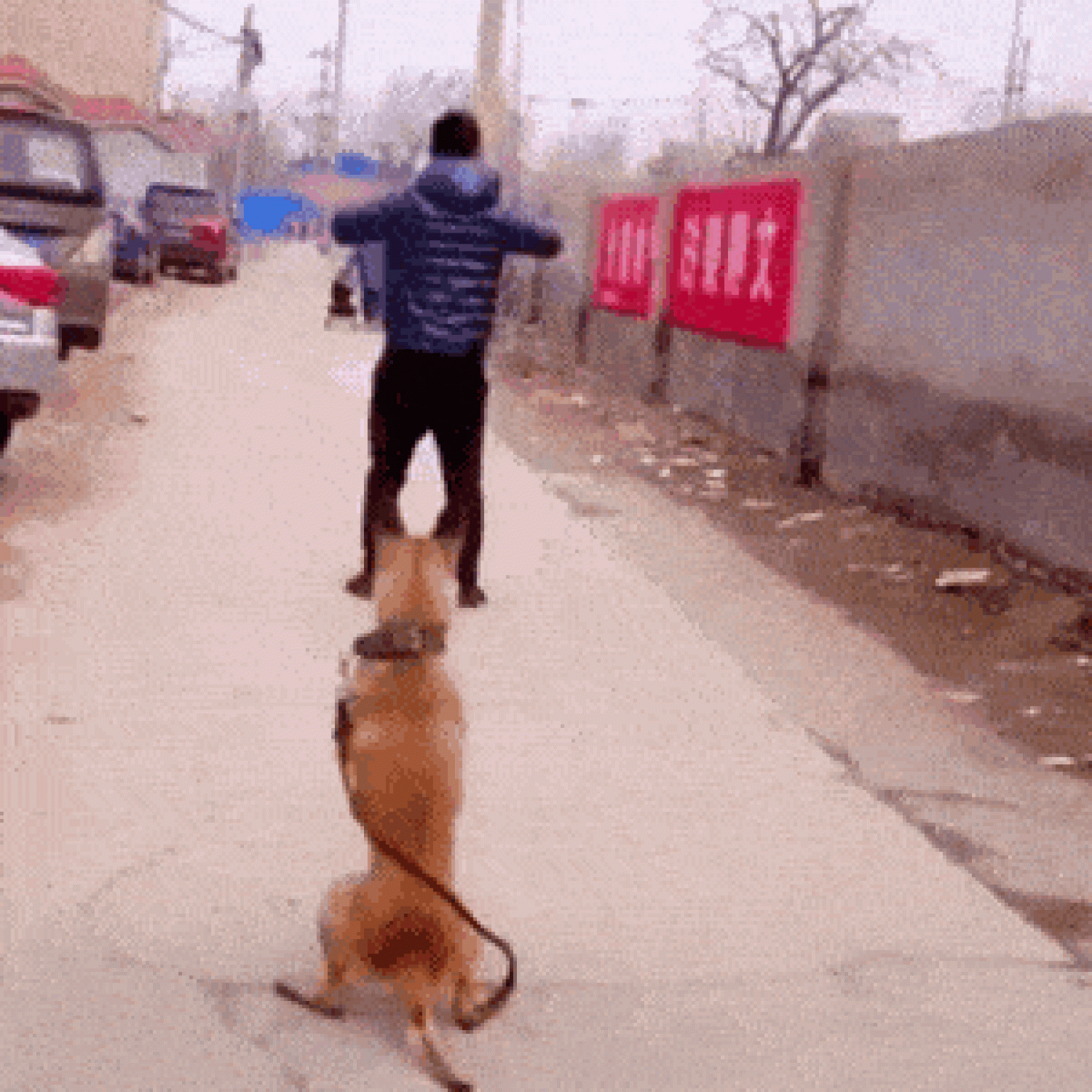 Dog does what the human do