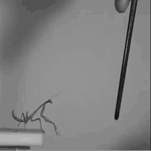 Pole dance - VideosGifs.Net