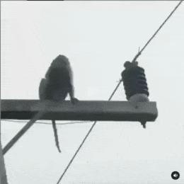 Monkey and cable - VideosGifs.Net