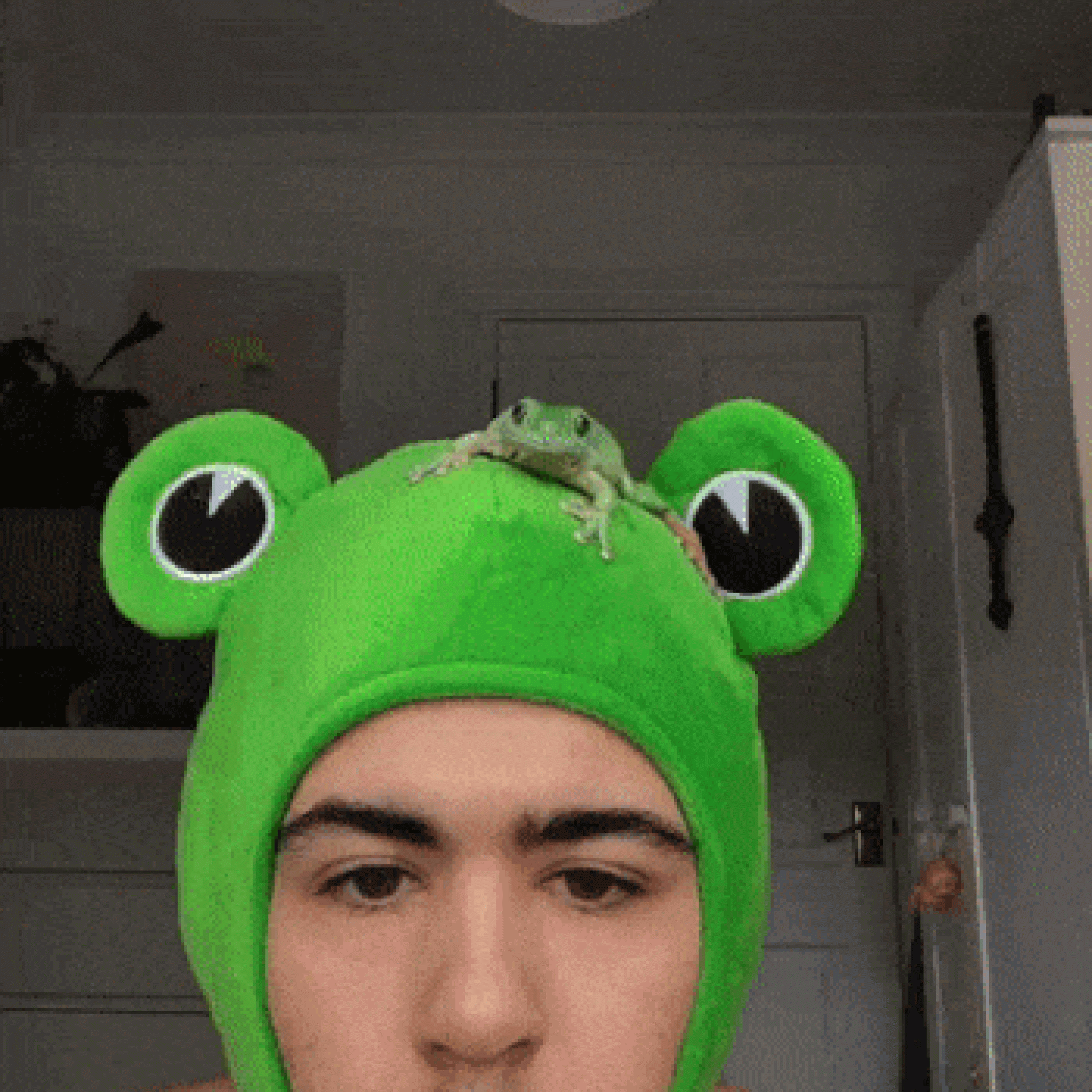Frog Wearing a Frog Hat