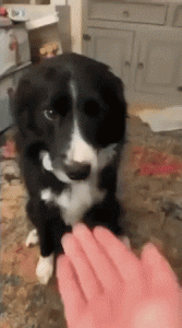 Paranormal cacttivity - VideosGifs.Net
