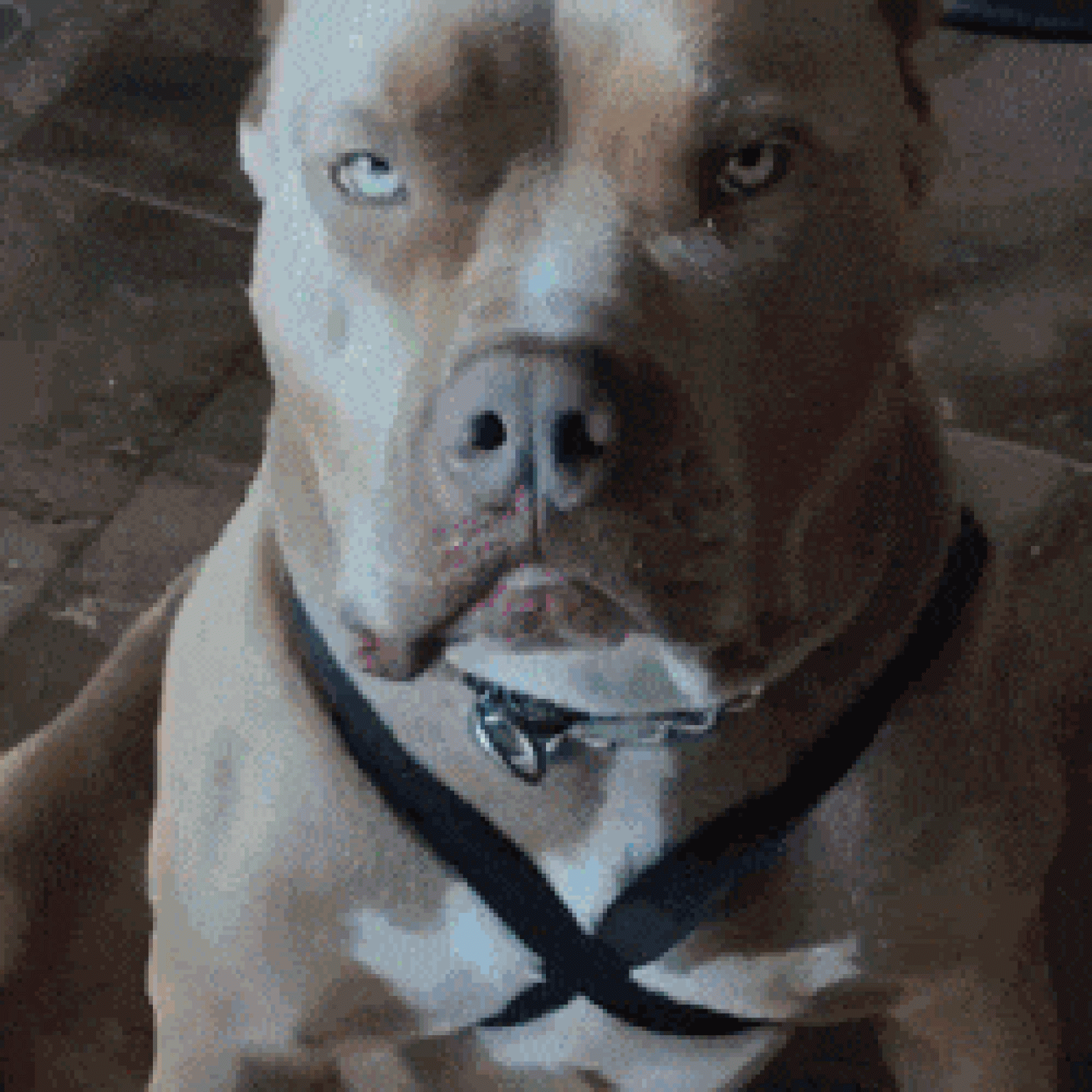 Dog carrying flowers - VideosGifs.Net