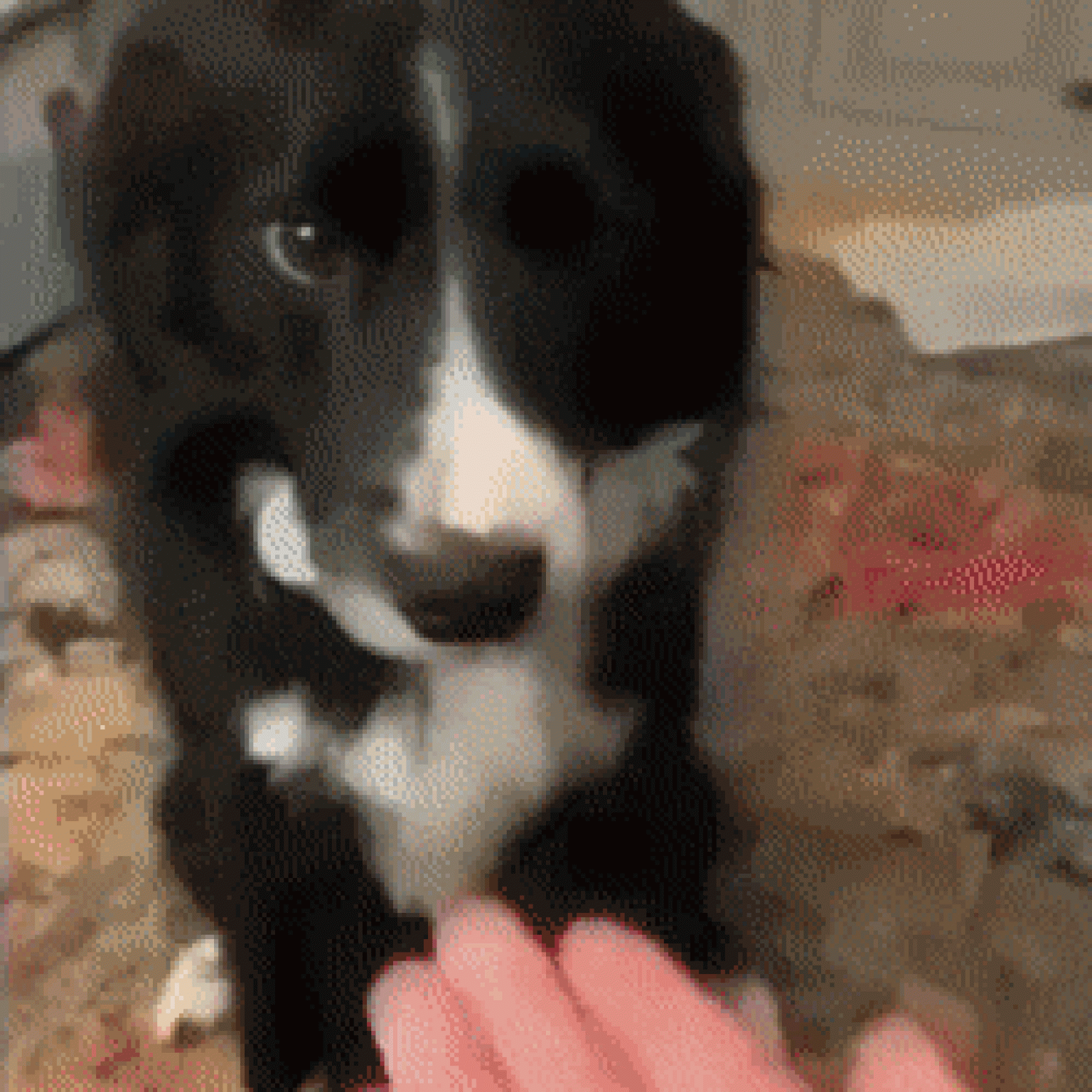 There are two types of dogs