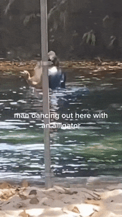 A man dancing out here with an alligator - VideosGifs.Net