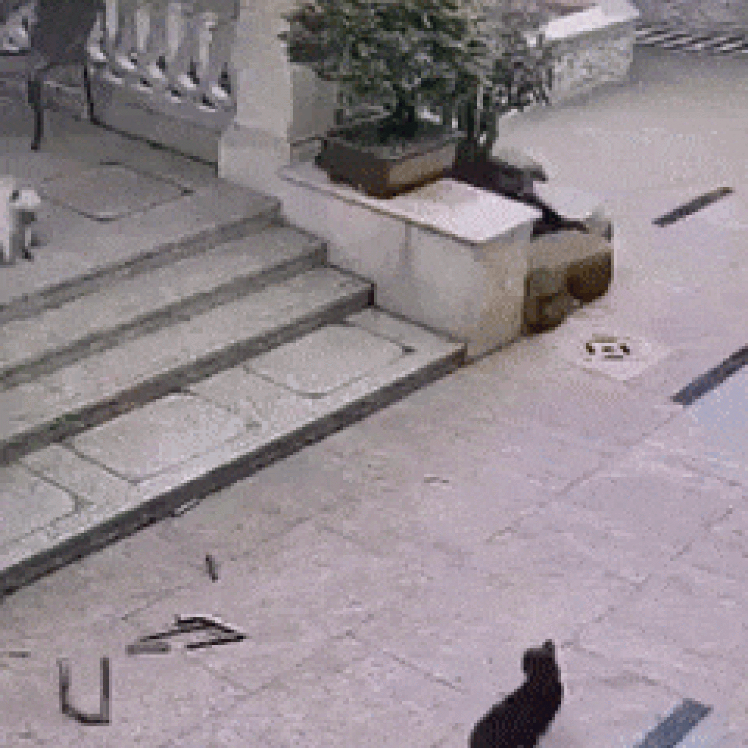 Wonder what the cat was thinking - VideosGifs.Net