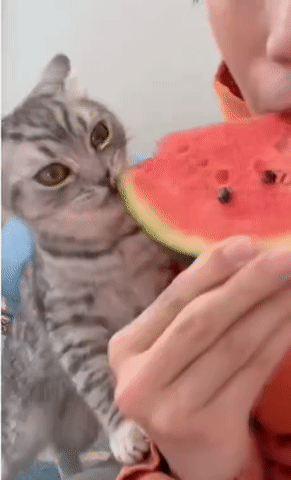 When he realized red's the good part - VideosGifs.Net