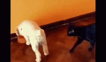 Animals archivos - VideosGifs.Net