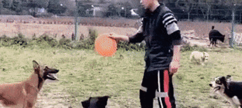 Daring dog - VideosGifs.Net